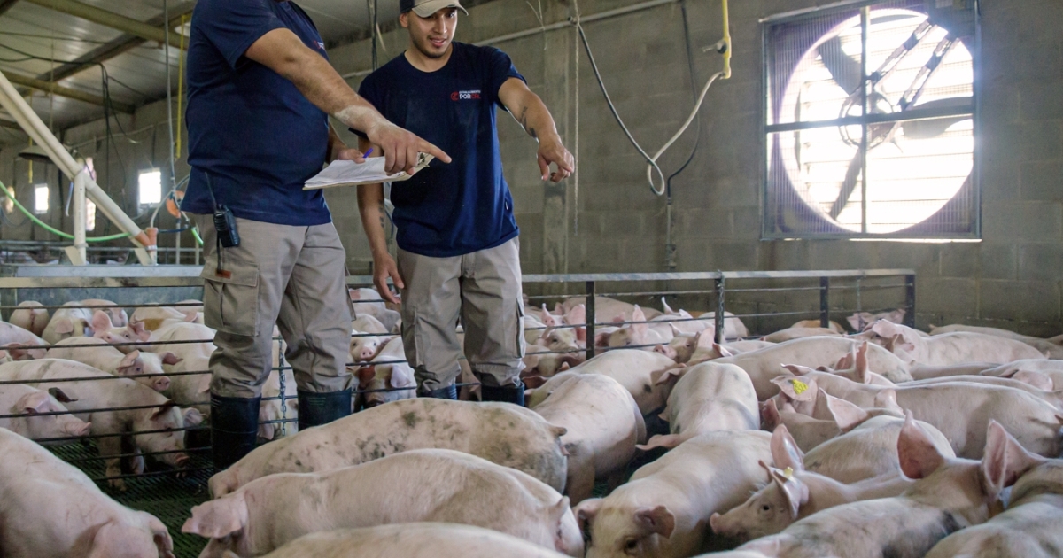 El Productor Porcino | DONDE TODO COMIENZA: CLAVES PARA MANEJAR LA REPOSICIÓN