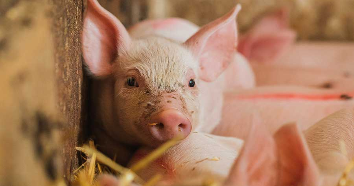 El Productor Porcino | PARA UNA PRODUCCIÓN PORCINA EXITOSA, EL MANEJO ES CLAVE