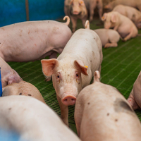 El Productor Porcino | LA INDUSTRIA PORCINA EN PRIMER PLANO: PROVIMI EN ...